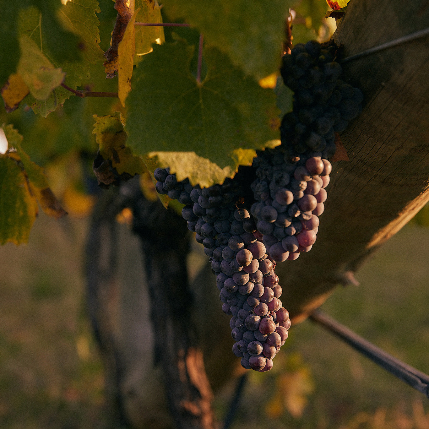 Our Vineyards – Vinea Marson Winery